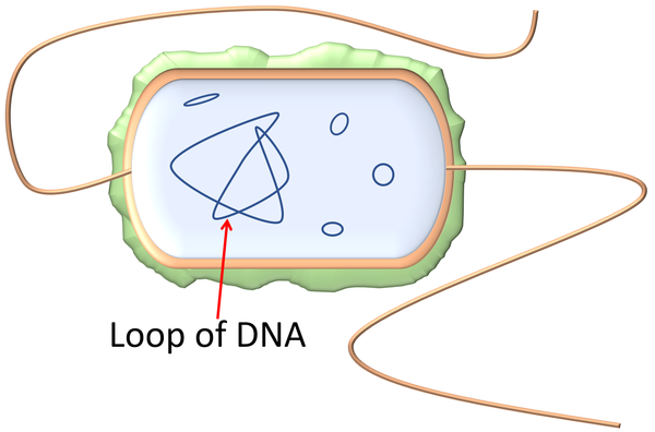 Loop of DNA - Key Stage Wiki
