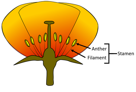 Stamen - Key Stage Wiki