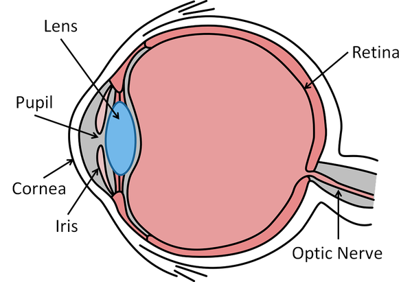 Retina - Key Stage Wiki