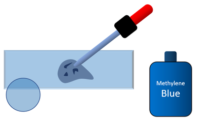 GCSE Biology Required Practical: Using a Microscope - Key Stage Wiki