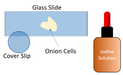 GCSE Biology Required Practical: Using a Microscope - Key Stage Wiki